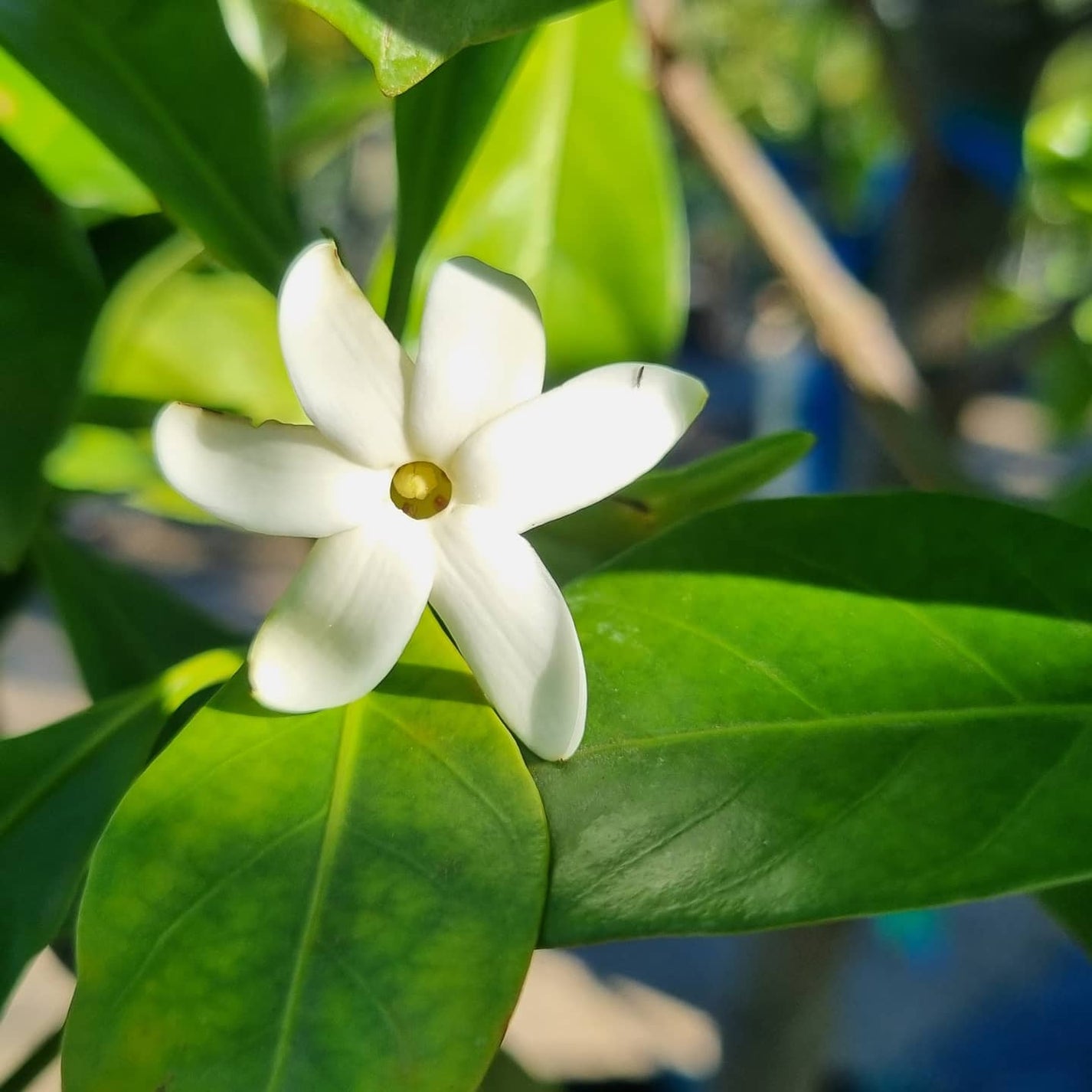 Native Gardenia - Atractocarpus (Randia) fitzalanii – Delivertree