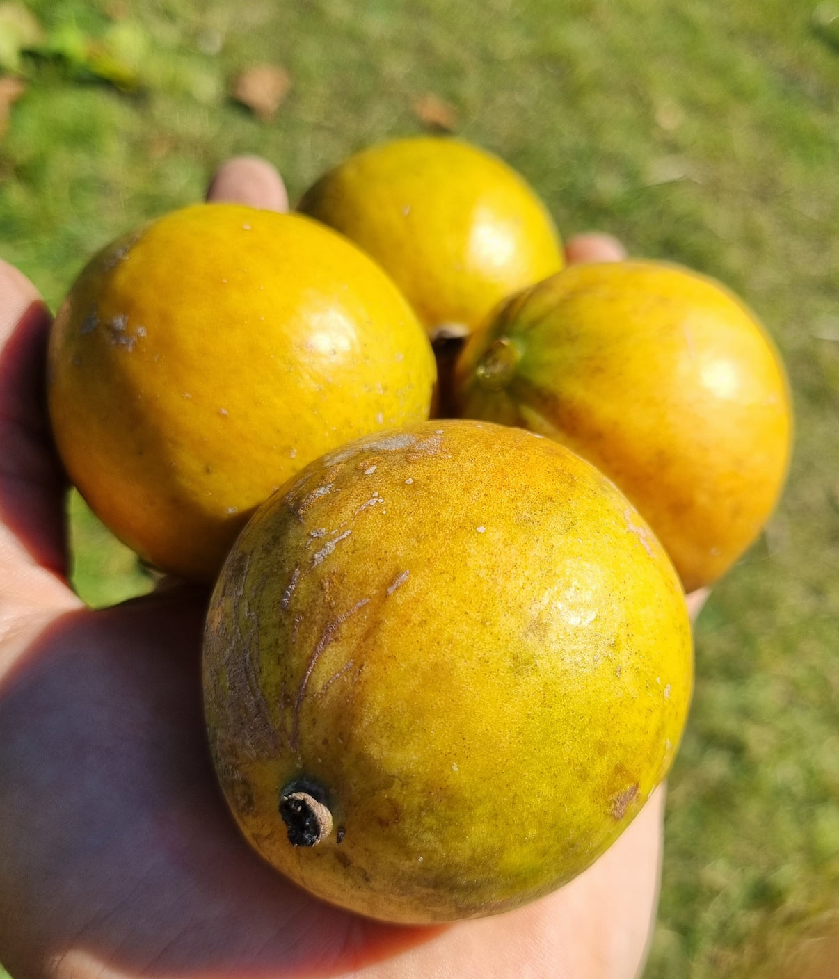 Native Gardenia - Atractocarpus fitzalanii – Delivertree