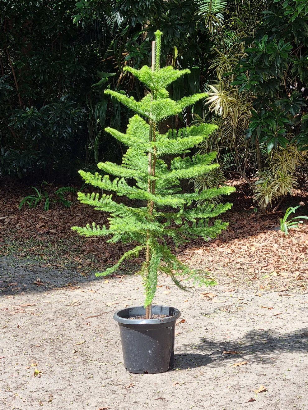 Norfolk Island Pine - Araucaria heterophylla – Delivertree