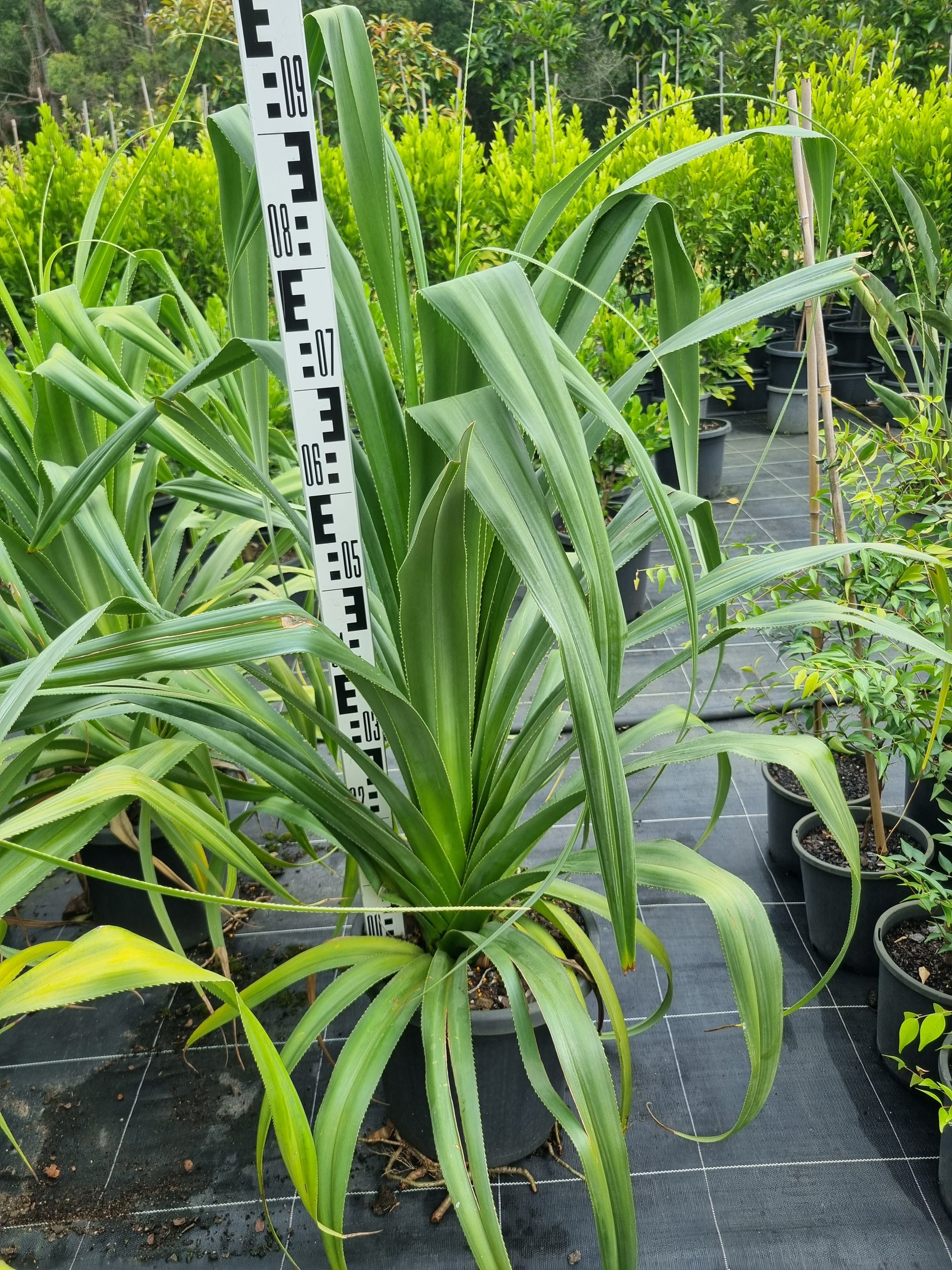 Screw Pine - Pandanus pedunculatus – Delivertree