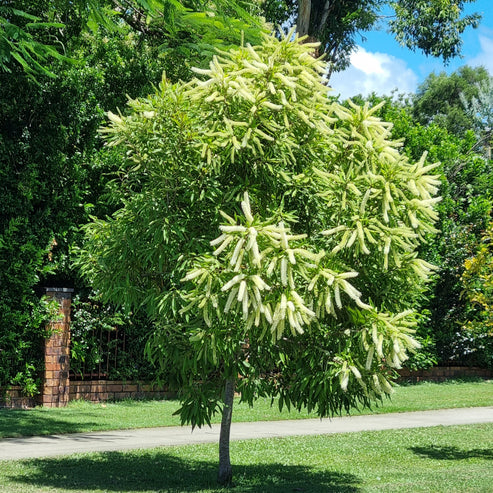Ivory Curl - Buckinghamia celsissima – Delivertree
