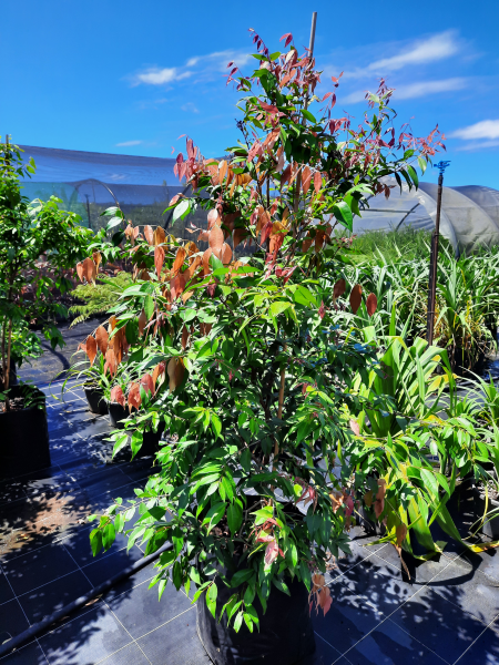 Lilly Pilly Cascade - Syzygium Cascade – Delivertree