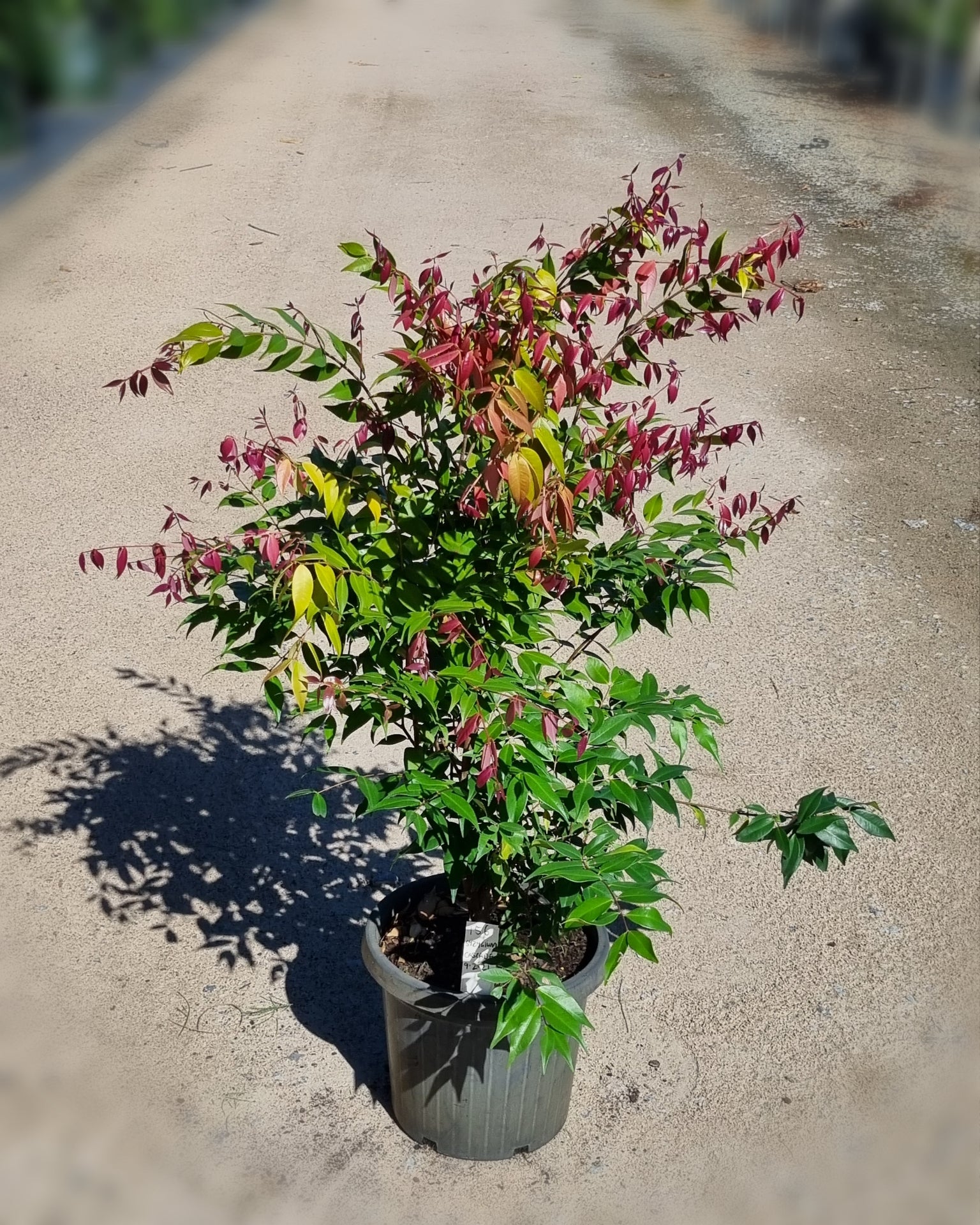 Lilly Pilly Cascade - Syzygium Cascade – Delivertree