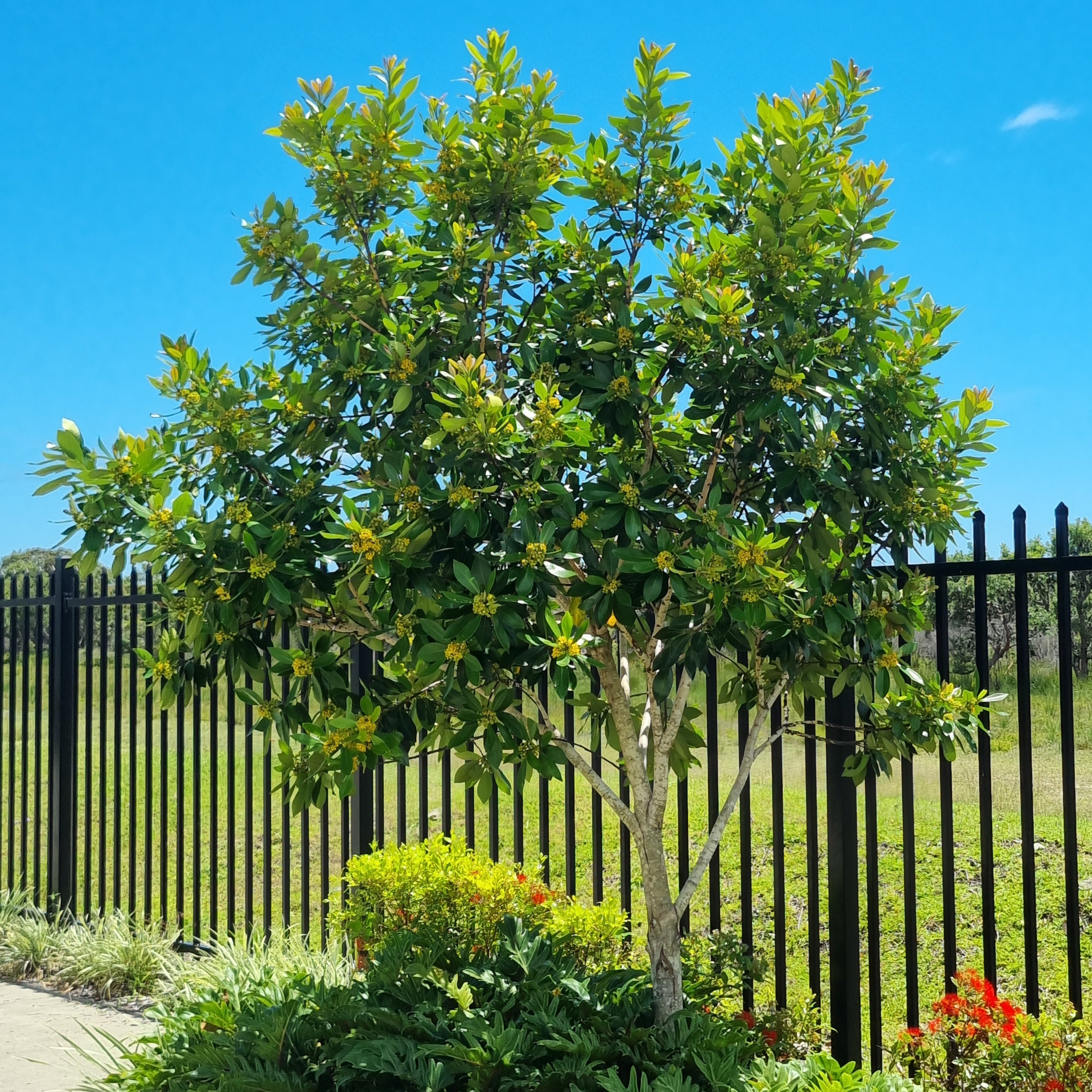 Water Gum - Tristaniopsis laurina 'Luscious' – Delivertree