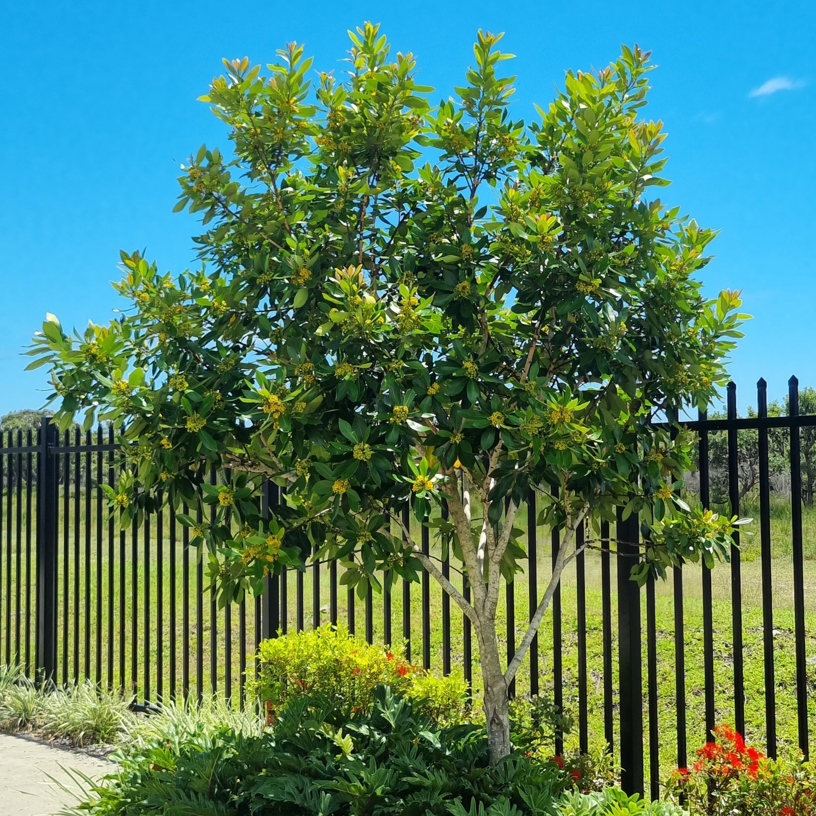 Water Gum - Tristaniopsis laurina 'Luscious' – Delivertree
