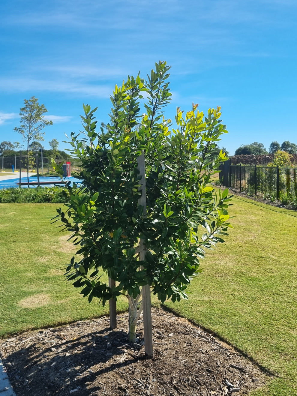 Water Gum - Tristaniopsis laurina 'Luscious' – Delivertree