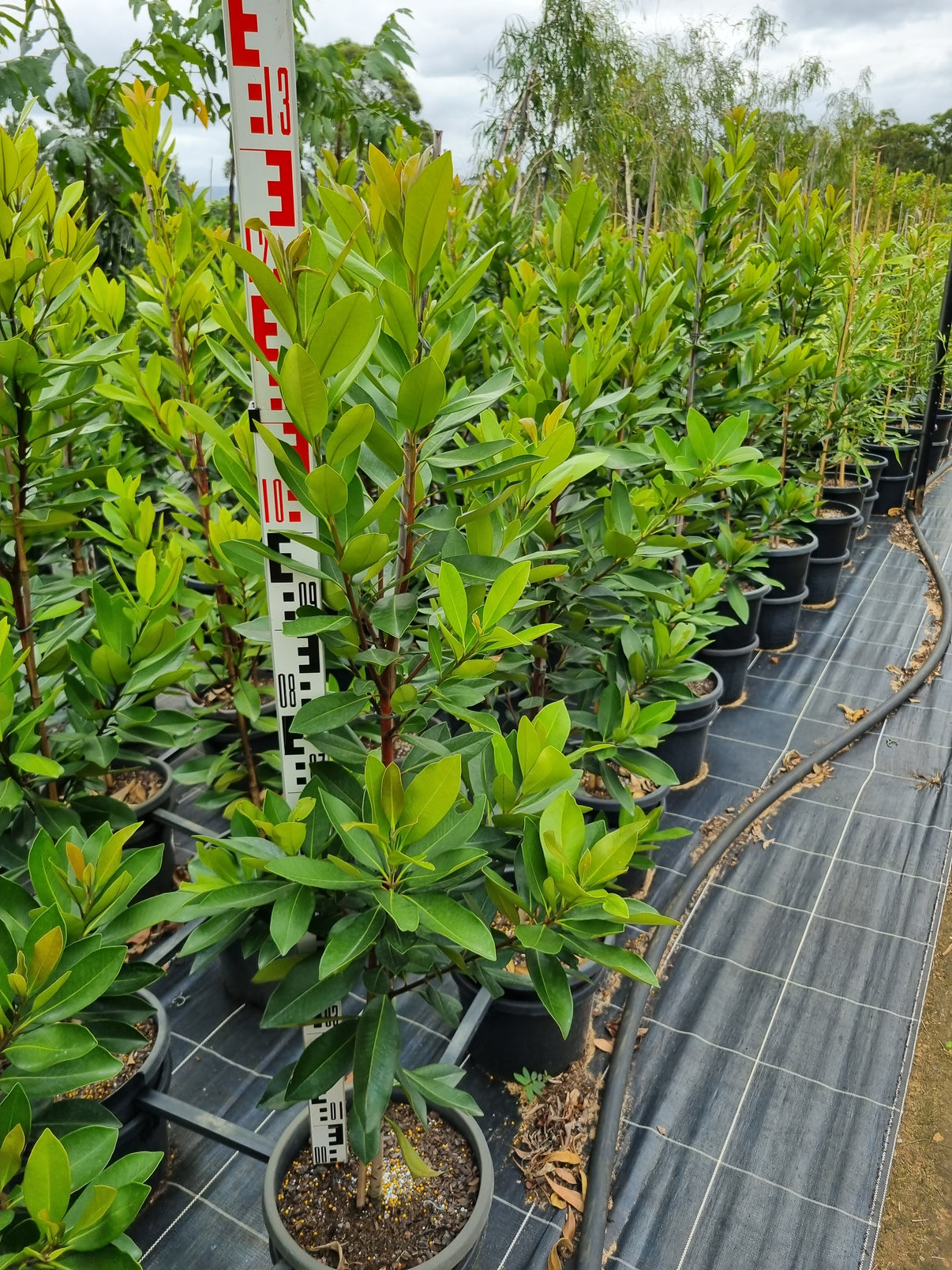 Water Gum - Tristaniopsis laurina 'Luscious' – Delivertree