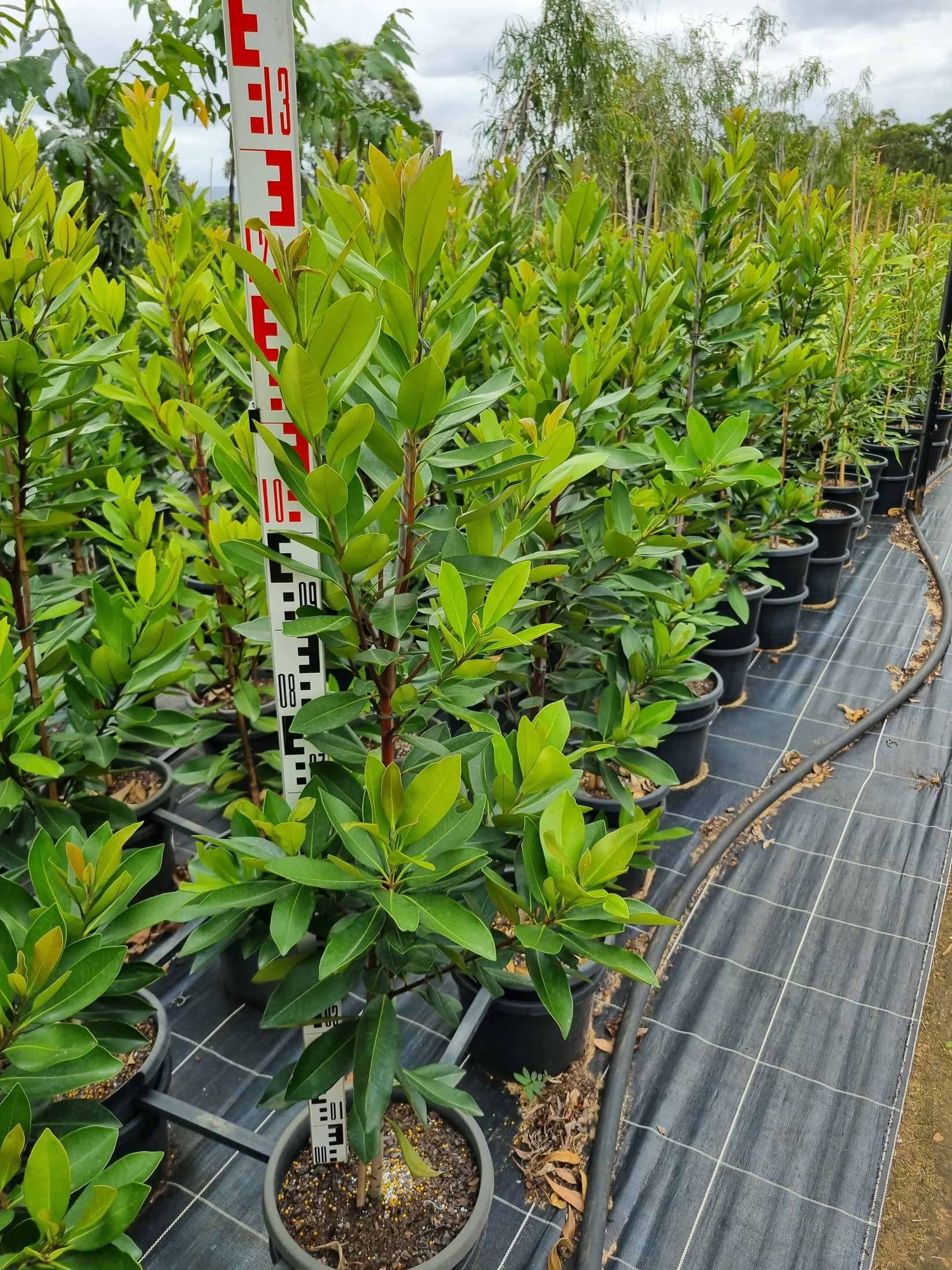 Water Gum - Tristaniopsis laurina 'Luscious' – Delivertree