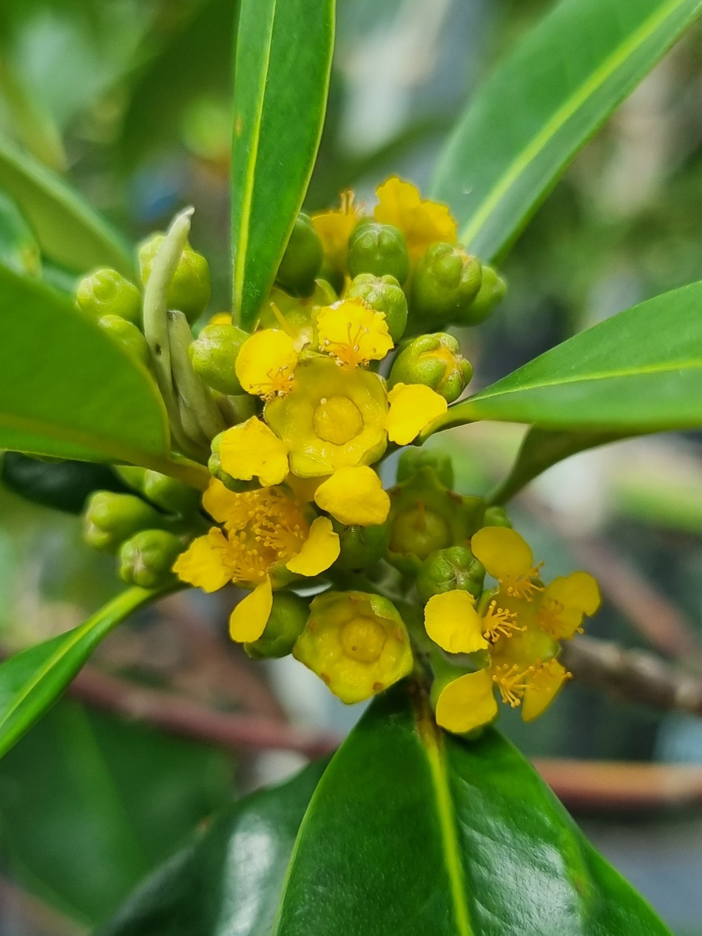 Water Gum - Tristaniopsis laurina 'Luscious' – Delivertree