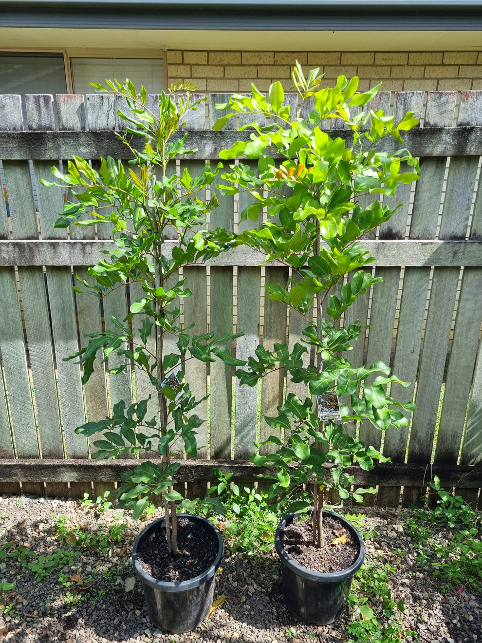 Tuckeroo Tree - Cupaniopsis anacardioides – Delivertree