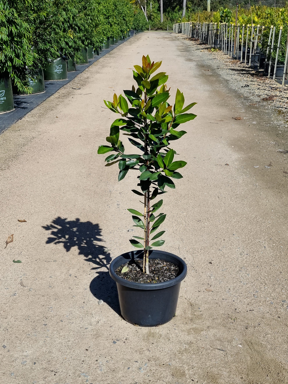 Water Gum - Tristaniopsis laurina 'Luscious' – Delivertree