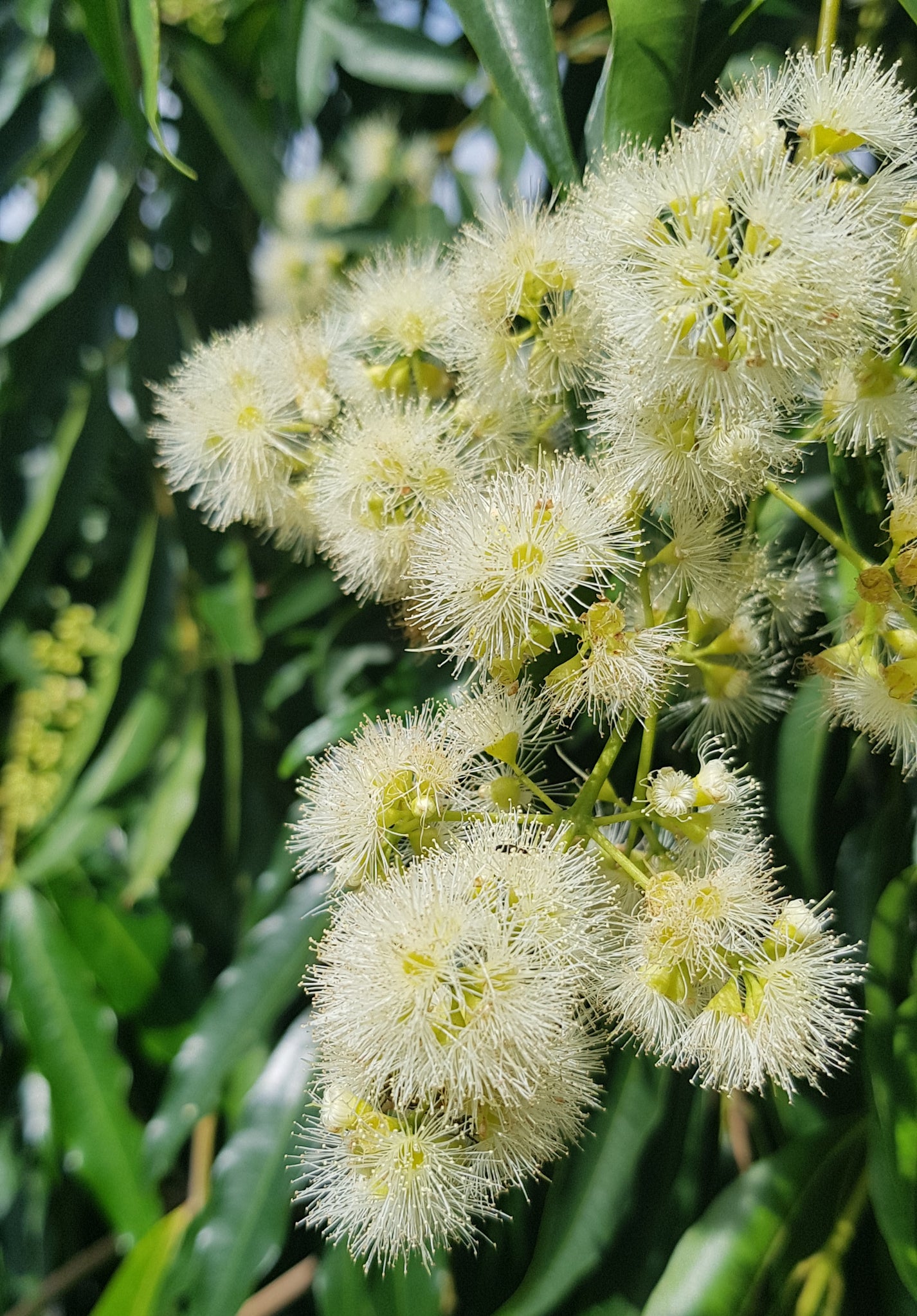 Weeping Lilly Pilly - Waterhousia floribunda – Delivertree