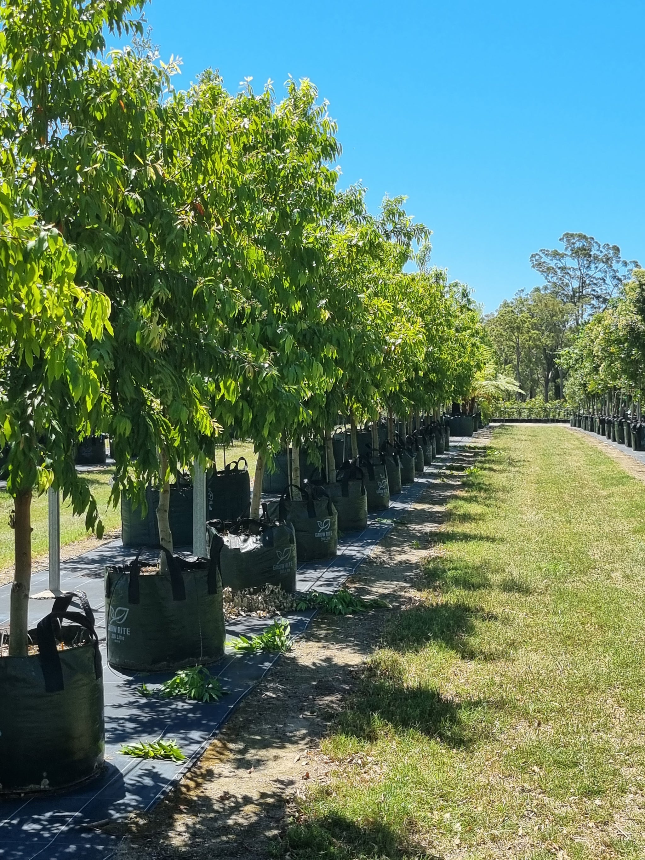 Weeping Lilly Pilly - Waterhousia floribunda – Delivertree