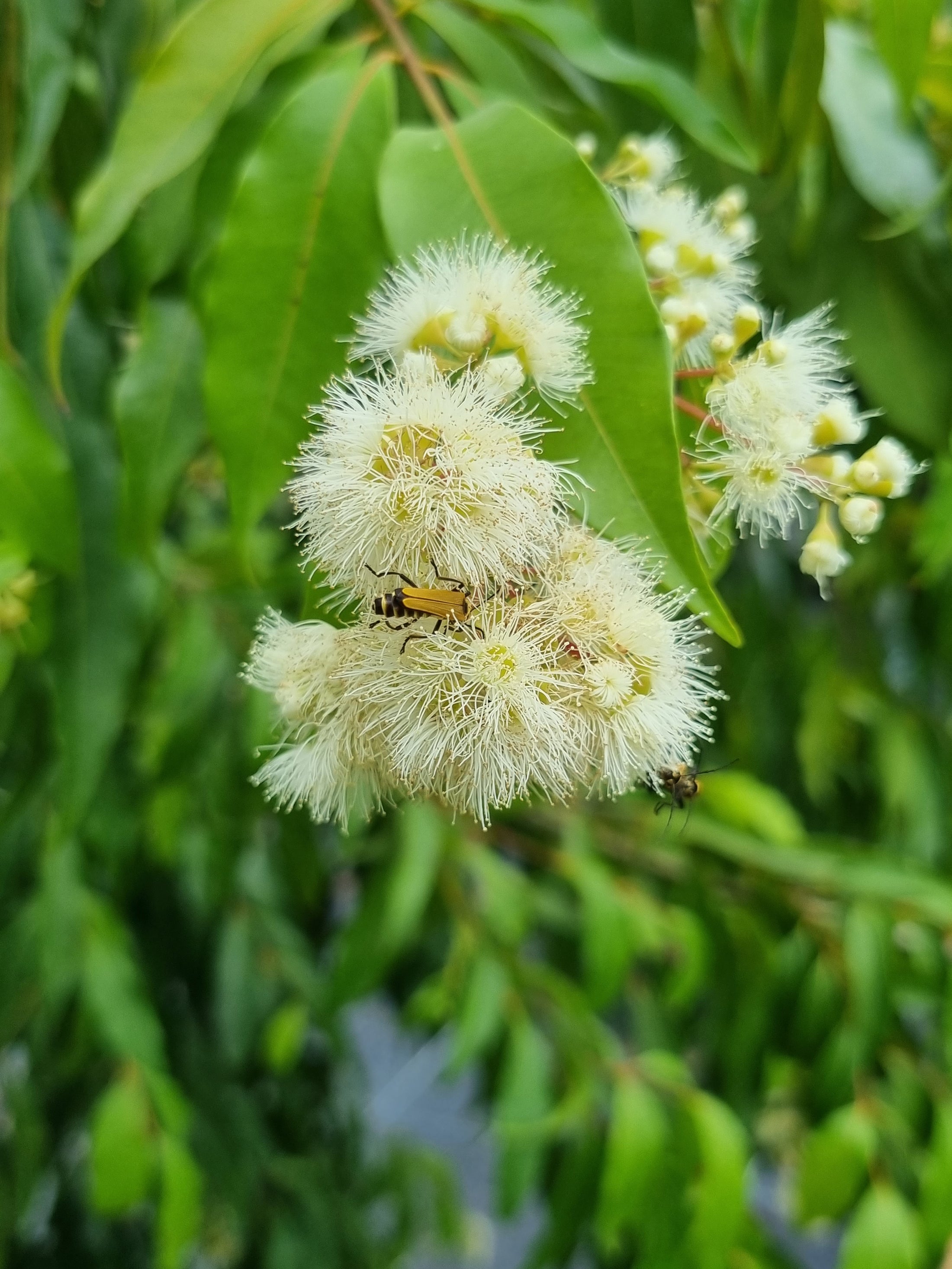 Weeping Lilly Pilly - Waterhousia floribunda – Delivertree