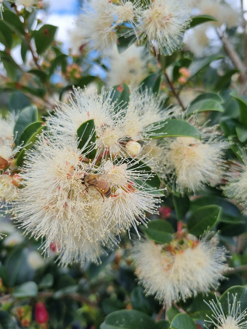 Lilly Pilly Resilience - Syzygium australe 'Resilience' – Delivertree