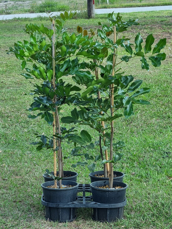 Tuckeroo Tree - Cupaniopsis anacardioides – Delivertree