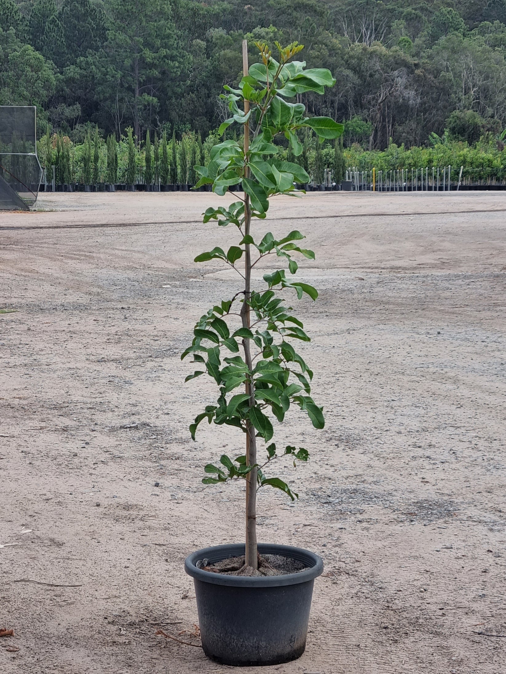 Tuckeroo Tree - Cupaniopsis anacardioides – Delivertree