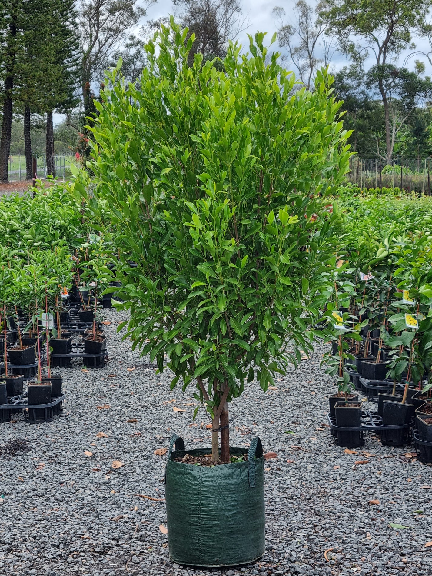 Fraser Island Apple - Acronychia imperforata – Delivertree